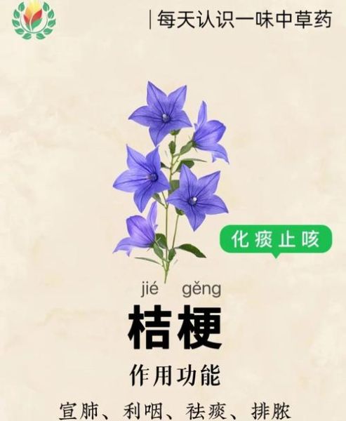 桔梗的功效与作用主要治什么病_桔梗能治咳嗽痰多吗-第3张图片-山城妙识