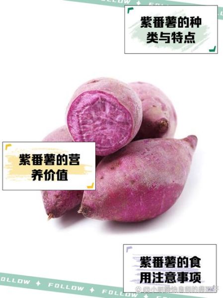 紫地瓜的营养价值_紫地瓜的功效与作用-第1张图片-山城妙识