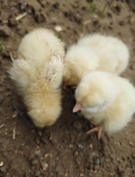 小鸡怎么养_小鸡不吃食怎么办-第1张图片-山城妙识