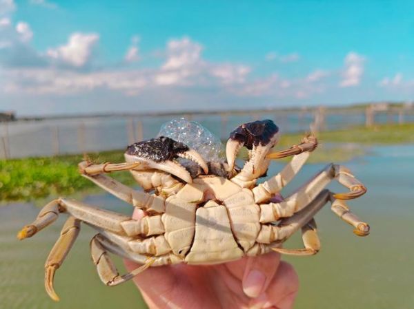 大闸蟹哪里最正宗_阳澄湖大闸蟹为什么贵-第2张图片-山城妙识