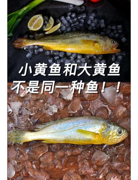 大黄花鱼是海鱼吗_大黄花鱼是淡水鱼吗-第2张图片-山城妙识