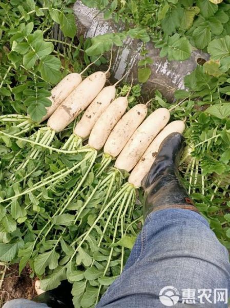 全国最大的白萝卜产地在哪里_如何挑选优质白萝卜-第1张图片-山城妙识