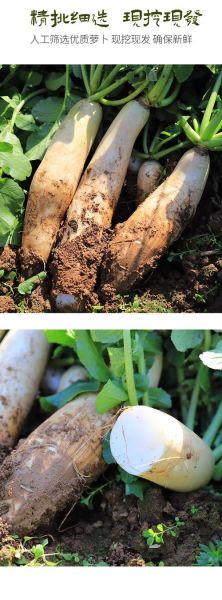全国最大的白萝卜产地在哪里_如何挑选优质白萝卜-第2张图片-山城妙识