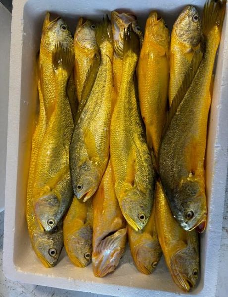大黄花鱼是海鱼吗_大黄花鱼是淡水鱼吗-第3张图片-山城妙识