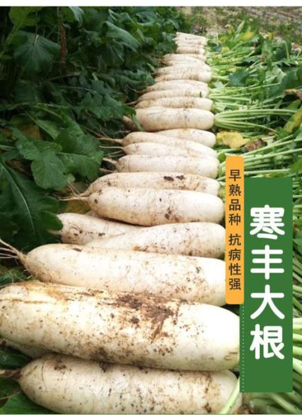 全国最大的白萝卜产地在哪里_如何挑选优质白萝卜-第3张图片-山城妙识