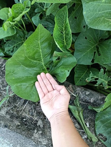 空心菜叶子能降血压吗_空心菜叶子怎么吃最营养-第3张图片-山城妙识