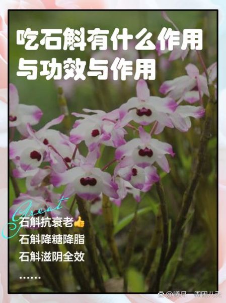 干石斛怎么吃效果最好_干石斛的正确吃法-第2张图片-山城妙识