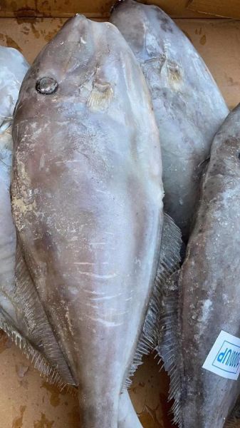 马面鱼图片大全大图_马面鱼长什么样-第2张图片-山城妙识