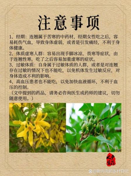 连翘的功效与作用_连翘图片长什么样-第1张图片-山城妙识