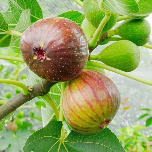 无花果可以治痔疮吗_无花果治痔疮效果怎么样-第3张图片-山城妙识