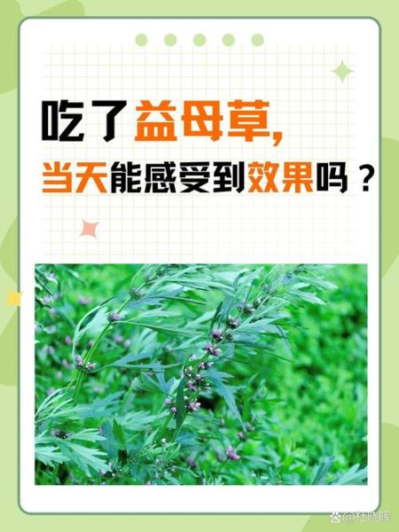 益母草的功效与作用有哪些_益母草适合什么人吃-第2张图片-山城妙识 益母草的功效与作用有哪些_益母草适合什么人吃-第2张图片-山城妙识