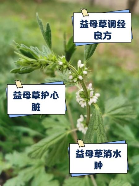 益母草的功效与作用有哪些_益母草适合什么人吃-第1张图片-山城妙识 益母草的功效与作用有哪些_益母草适合什么人吃-第1张图片-山城妙识