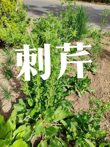 芫荽拼音怎么拼_芫荽和香菜的区别-第3张图片-山城妙识