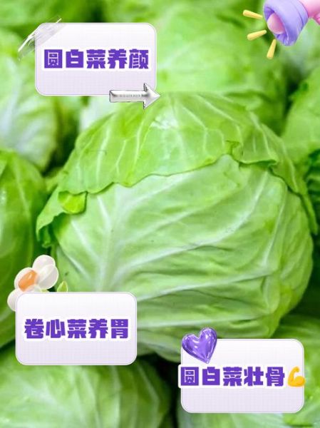 圆白菜的功效与作用_圆白菜怎么吃最营养-第3张图片-山城妙识