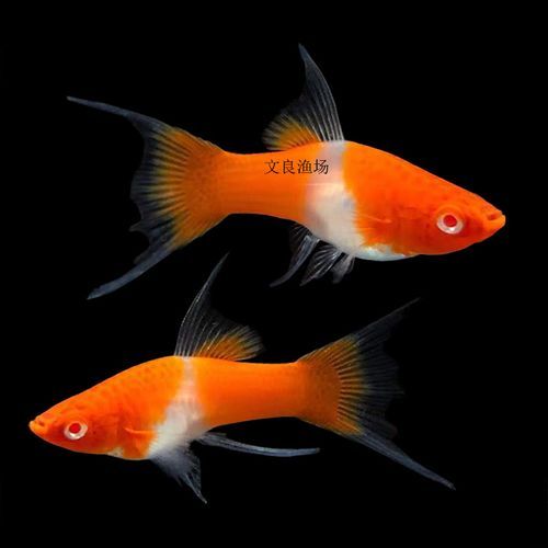 剑尾鱼怎么养_剑尾鱼能和什么鱼混养-第3张图片-山城妙识