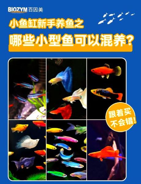 剑尾鱼怎么养_剑尾鱼能和什么鱼混养-第1张图片-山城妙识