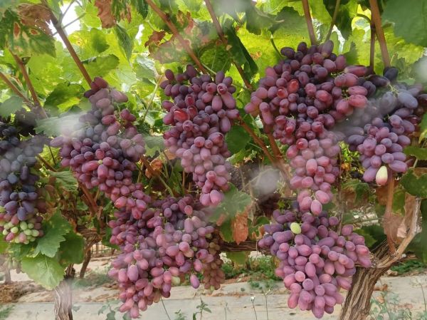 无籽葡萄有哪些品种_无籽葡萄品种大全-第3张图片-山城妙识