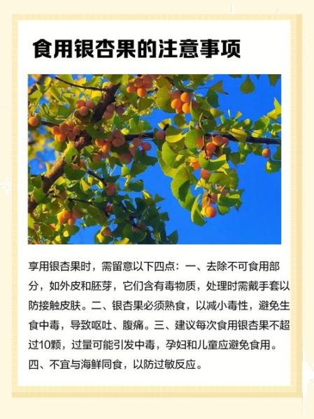 公园里的银杏果可以吃吗_银杏果怎么处理才能吃-第1张图片-山城妙识