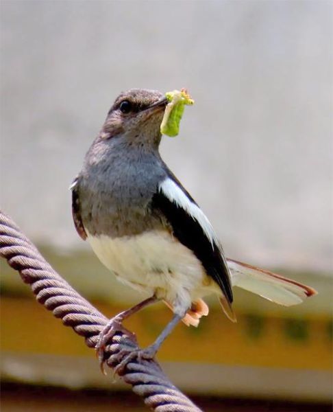 四喜鸟图片怎么拍_四喜鸟图片大全在哪找-第2张图片-山城妙识