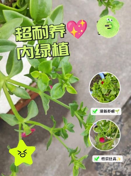 田七苗图片长什么样_田七苗与三七苗区别-第1张图片-山城妙识 田七苗图片长什么样_田七苗与三七苗区别-第1张图片-山城妙识