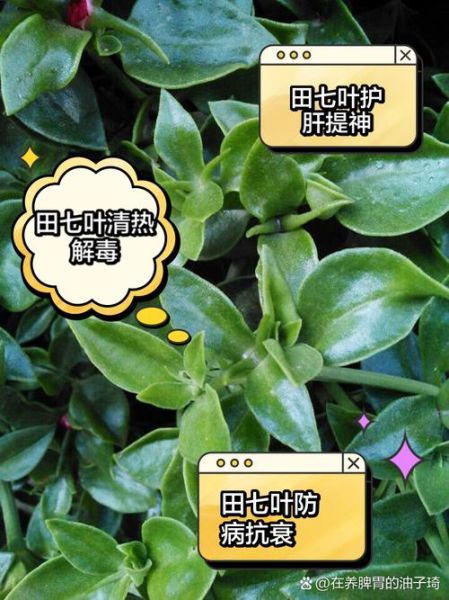 田七苗图片长什么样_田七苗与三七苗区别-第2张图片-山城妙识 田七苗图片长什么样_田七苗与三七苗区别-第2张图片-山城妙识