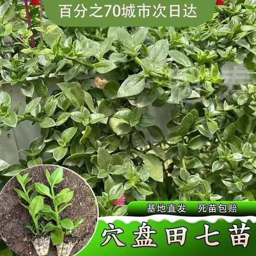 田七苗图片长什么样_田七苗与三七苗区别-第3张图片-山城妙识 田七苗图片长什么样_田七苗与三七苗区别-第3张图片-山城妙识