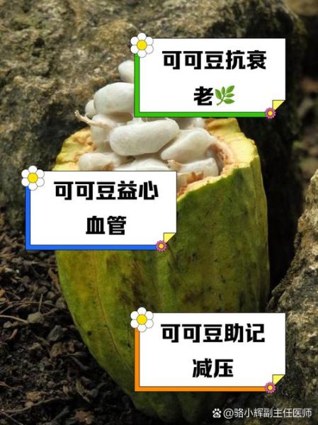 可可豆的功效与作用_可可豆怎么吃减肥-第1张图片-山城妙识