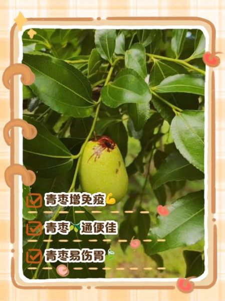 青枣的功效与作用禁忌_青枣吃多了会上火吗-第2张图片-山城妙识