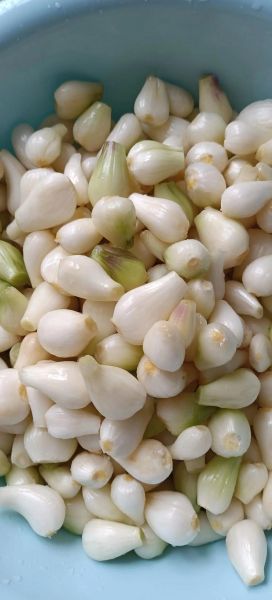 荞头长什么样_荞头和葱的区别-第1张图片-山城妙识