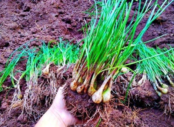 荞头长什么样_荞头和葱的区别-第3张图片-山城妙识