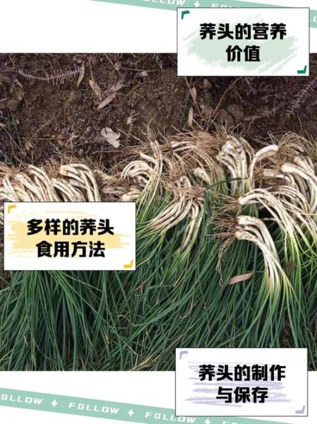 荞头长什么样_荞头和葱的区别-第2张图片-山城妙识