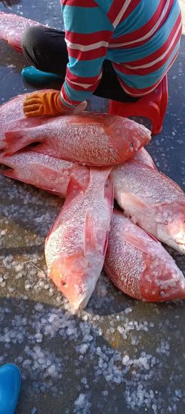 红鱼价格多少钱一斤_红鱼价格为什么波动大-第1张图片-山城妙识