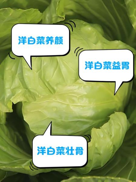 洋白菜能生吃吗_生吃洋白菜的好处与风险-第1张图片-山城妙识