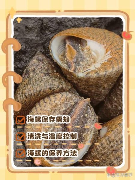 海螺当天不吃怎么储存_海螺保存方法-第1张图片-山城妙识 海螺当天不吃怎么储存_海螺保存方法-第1张图片-山城妙识