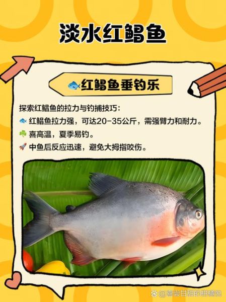 红鲳鱼用什么饵料最好钓_红鲳鱼饵料配方大全-第2张图片-山城妙识