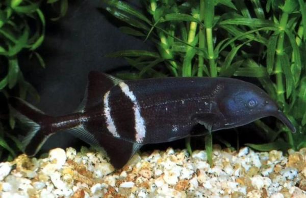 象鼻鱼能长多大_象鼻鱼最大体长是多少-第1张图片-山城妙识 象鼻鱼能长多大_象鼻鱼最大体长是多少-第1张图片-山城妙识