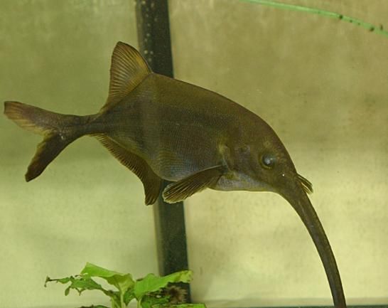 象鼻鱼能长多大_象鼻鱼最大体长是多少-第2张图片-山城妙识 象鼻鱼能长多大_象鼻鱼最大体长是多少-第2张图片-山城妙识