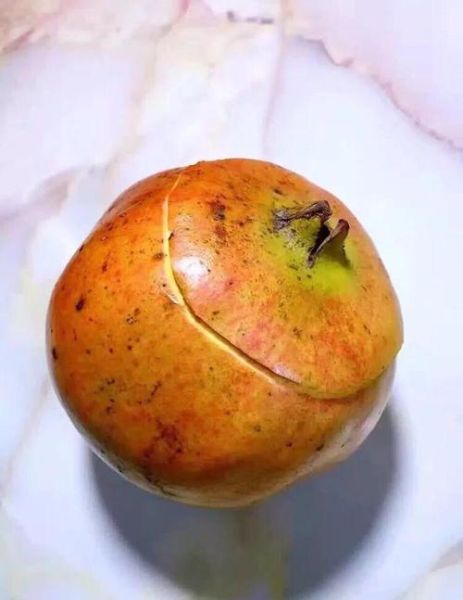 干石榴怎么剥皮_干石榴快速剥皮技巧-第1张图片-山城妙识