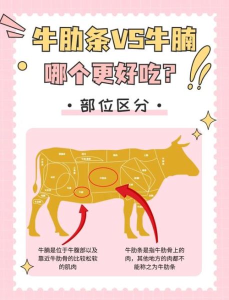 牛腩是牛的哪个部位_牛腩和牛肋条区别-第1张图片-山城妙识 牛腩是牛的哪个部位_牛腩和牛肋条区别-第1张图片-山城妙识