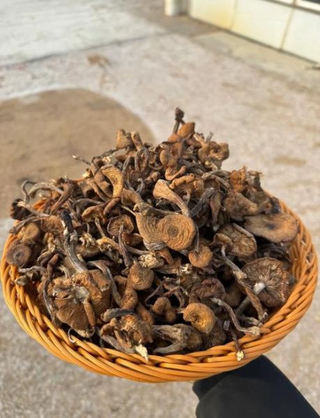 东北蘑菇种类大全_哪些野生菌可食用-第1张图片-山城妙识