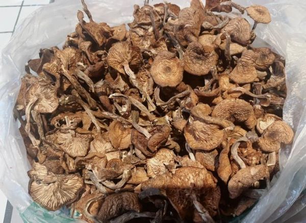 东北蘑菇种类大全_哪些野生菌可食用-第2张图片-山城妙识