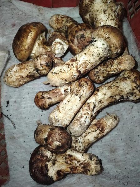 西藏松茸多少钱一斤_2024最新价格行情-第3张图片-山城妙识