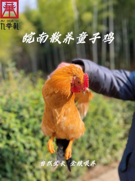 童子鸡的营养价值_童子鸡的功效与作用-第2张图片-山城妙识