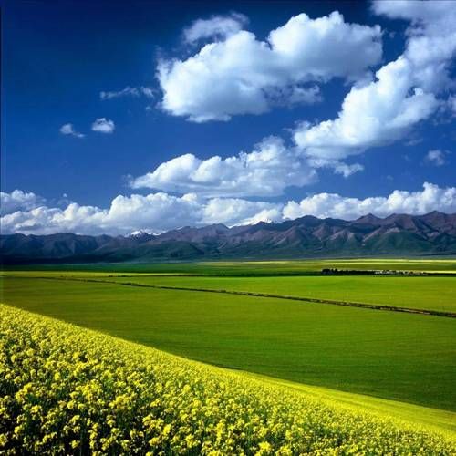 门源油菜花什么时候开_门源油菜花最佳观赏地点-第1张图片-山城妙识