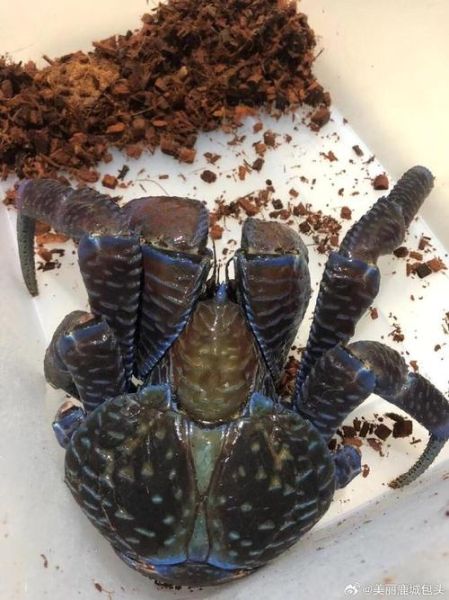 椰子蟹是蜘蛛还是螃蟹_椰子蟹和寄居蟹区别-第1张图片-山城妙识