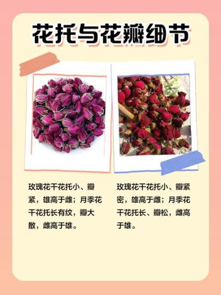 月季花茶和玫瑰花茶的区别_哪个更适合女性-第2张图片-山城妙识