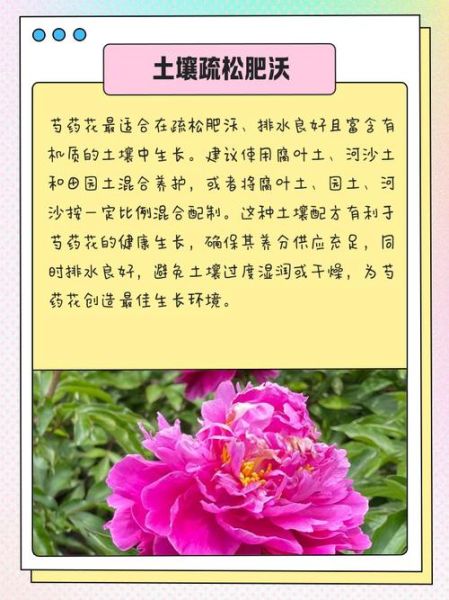 芍药花有什么功效_芍药花的作用与禁忌-第3张图片-山城妙识