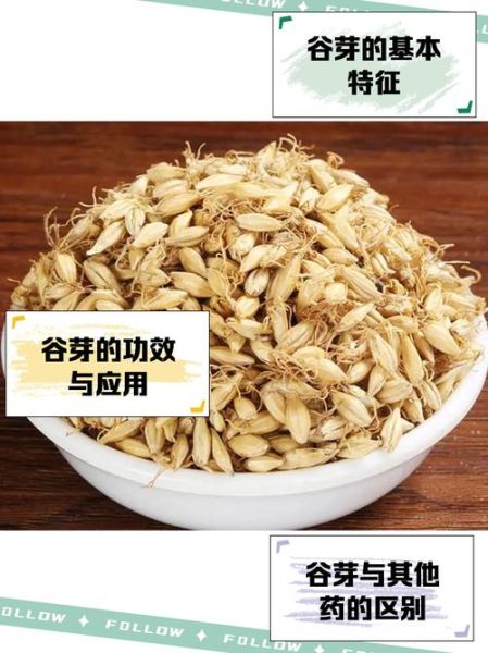 谷芽是什么_谷芽的功效与作用-第2张图片-山城妙识