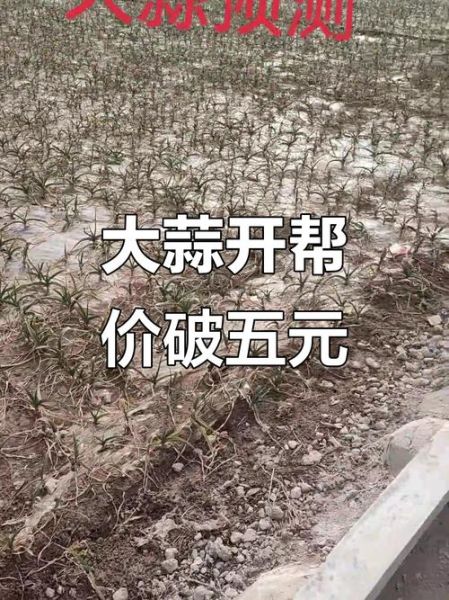 大蒜价格走势_今年大蒜还会涨价吗-第1张图片-山城妙识 大蒜价格走势_今年大蒜还会涨价吗-第1张图片-山城妙识