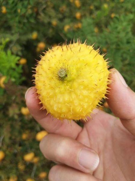 刺梨图片多少钱一斤_刺梨价格最新行情-第1张图片-山城妙识